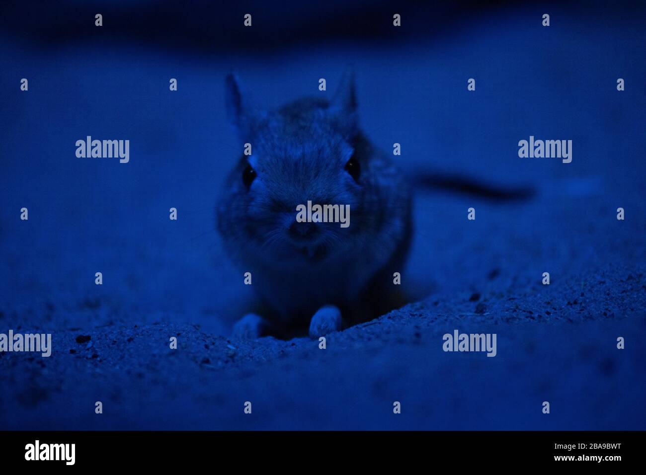 Dark blue wool coat hi-res stock photography and images - Alamy