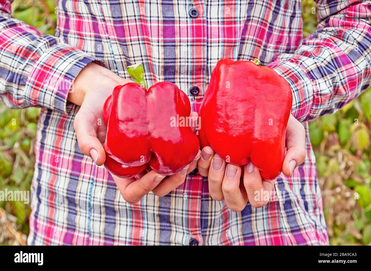 Farmers hands with freshly harvested pepper. Human hands holding a red ...
