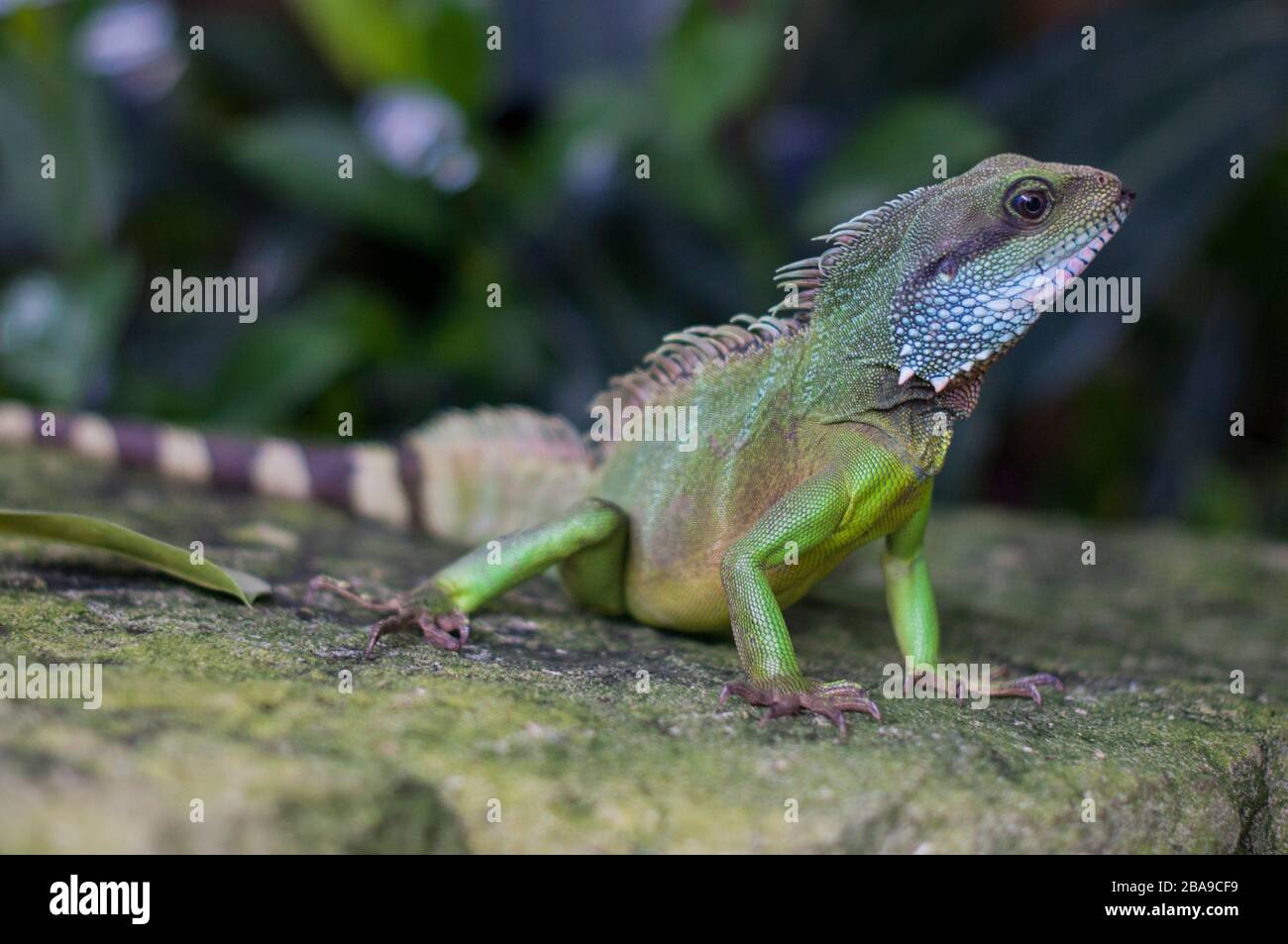 Amphibians in gardens hi-res stock photography and images - Alamy
