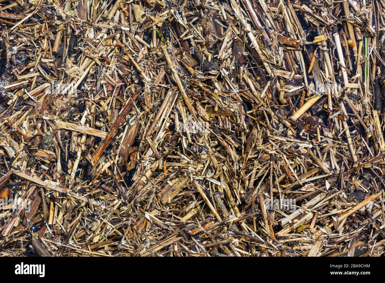 Dry autumn grass foliage hi-res stock photography and images - Alamy