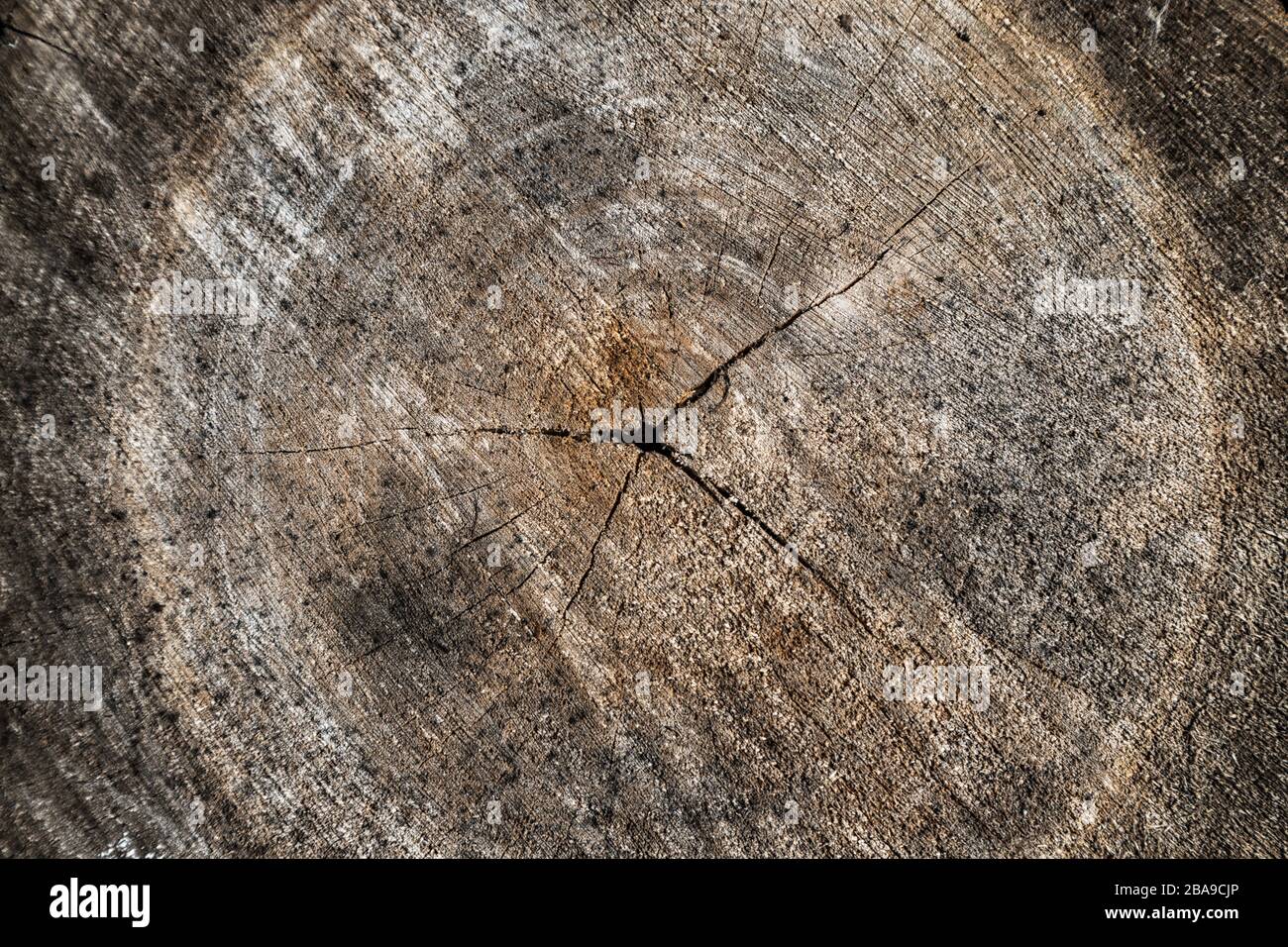 Cross cut log wood texture background Stock Photo - Alamy