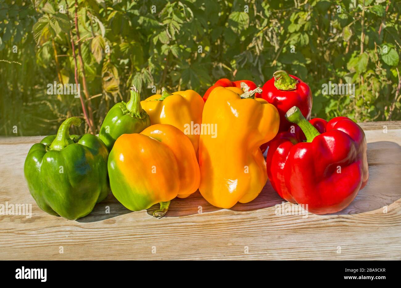 Fresh colorful bell peppers on wood. Healthy organic vegetables. Group ...