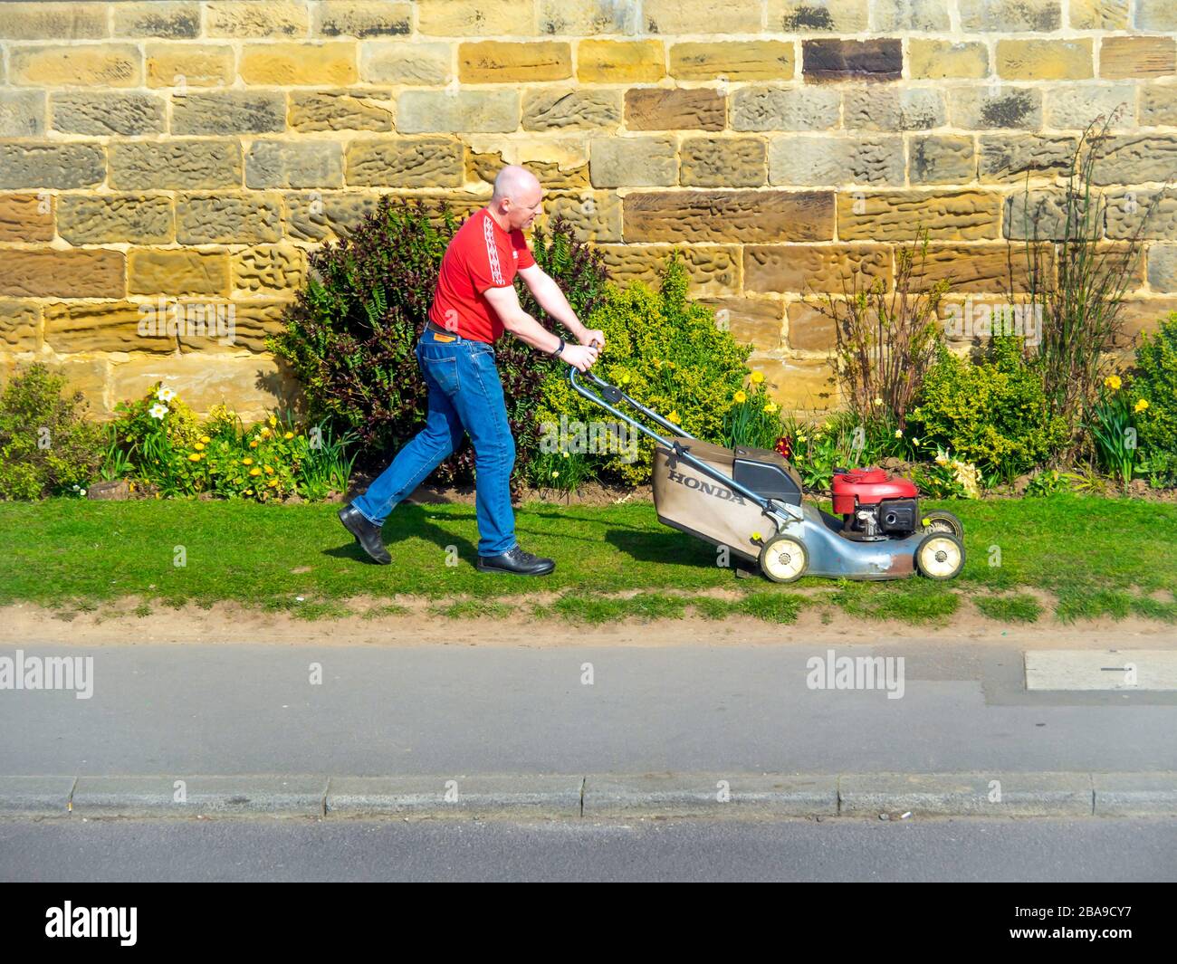 Volunteer man mowing the grass on a community garden in North Yorkshire ...