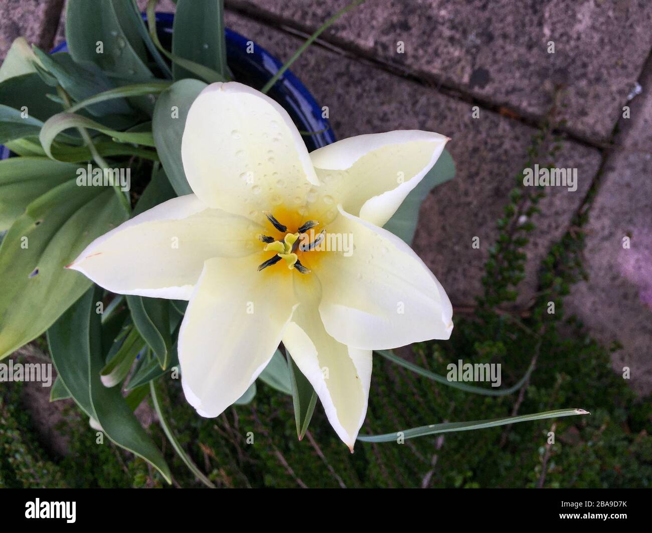 White tulip fully open star shape. Viewed from above Stock Photo - Alamy