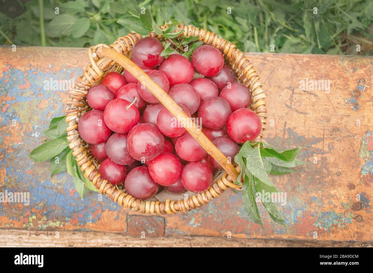 Fresh plums in basket on wooden table. Ripe purple plums with leaves in ...
