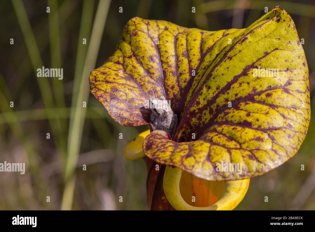 Tree Frog (Hyla sp.) on a Pitcher Plant (Sarracenia flava) seen in ...