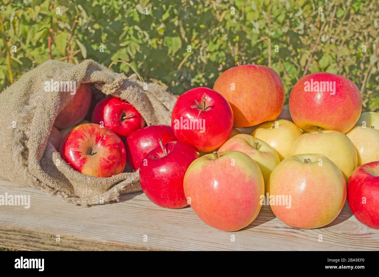 Rustic orchard hi-res stock photography and images - Alamy