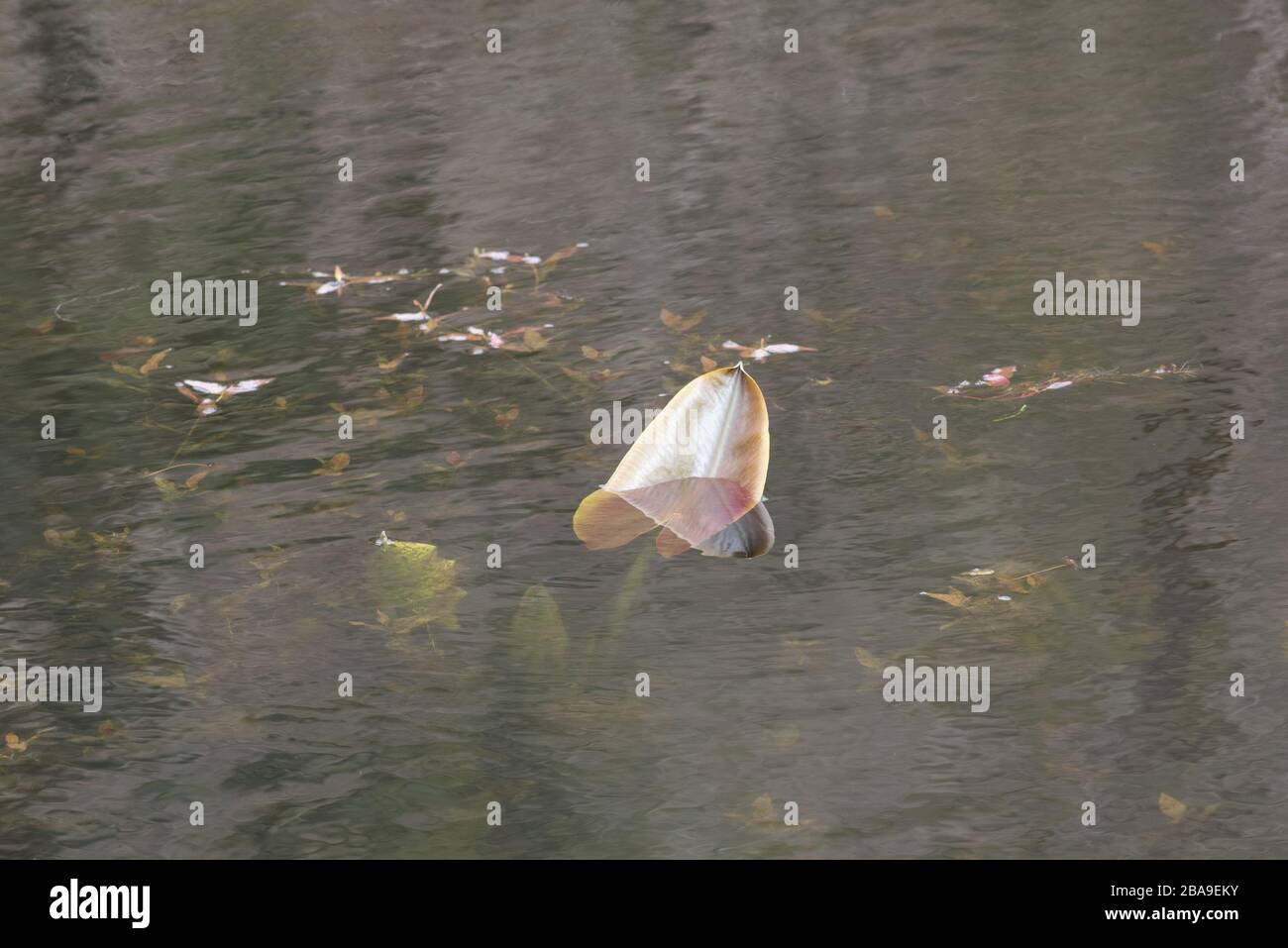 Colorful water plants beginning to emerge from the water's surface as ...