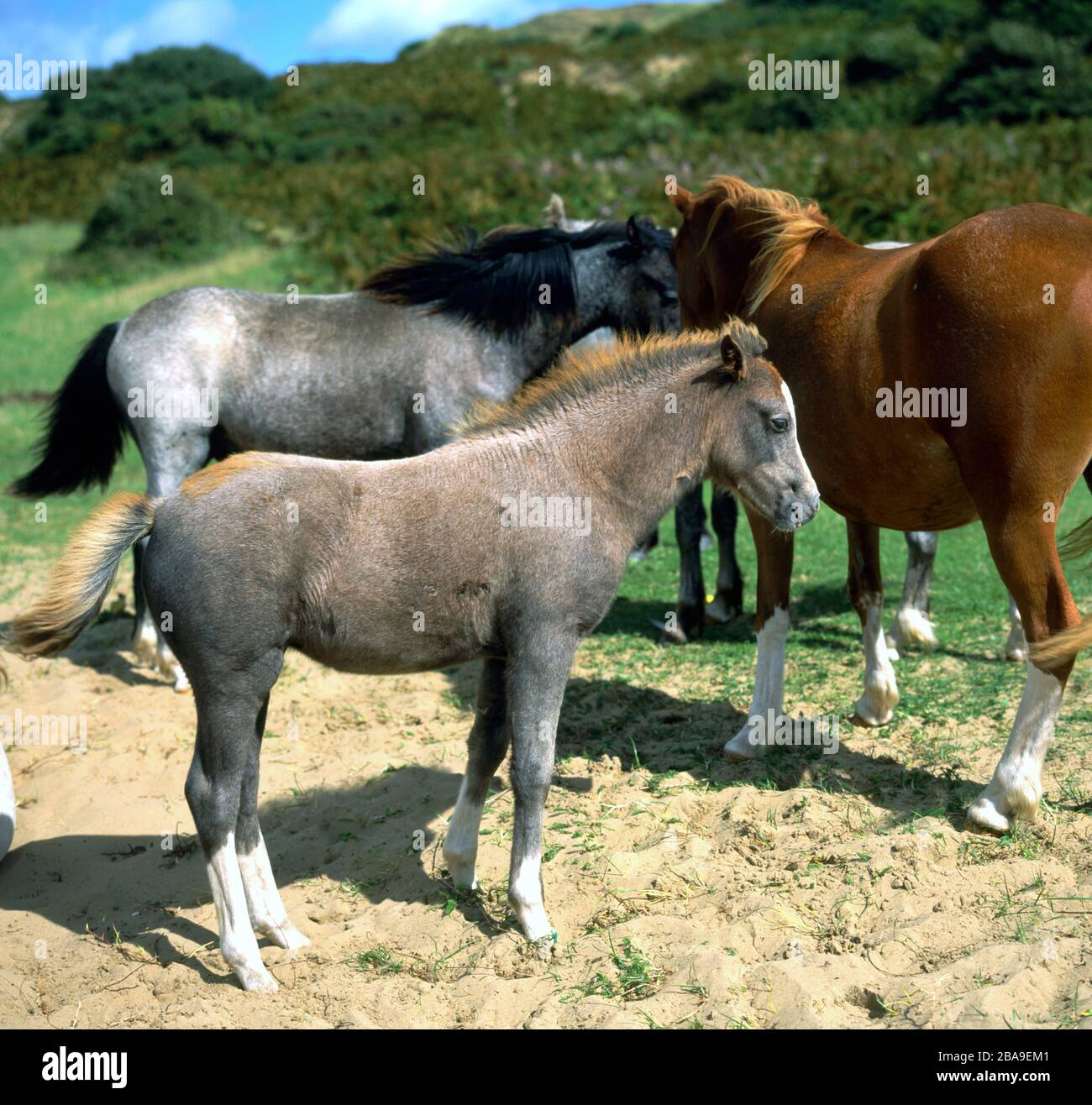 Gower peninsula horses hi-res stock photography and images - Alamy