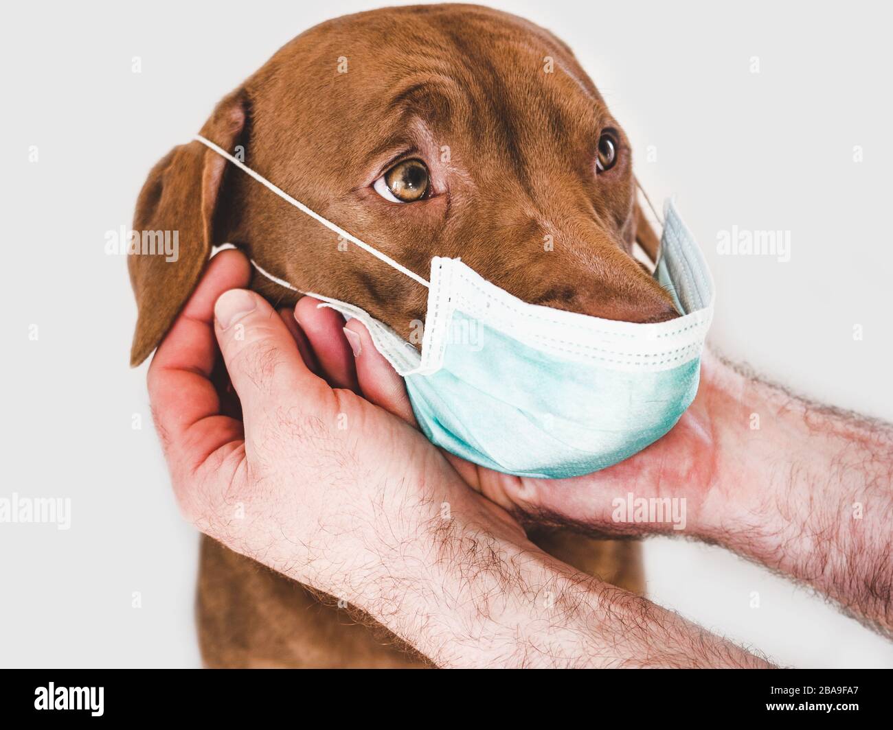 Sweet puppy of chocolate color and his owner Stock Photo - Alamy