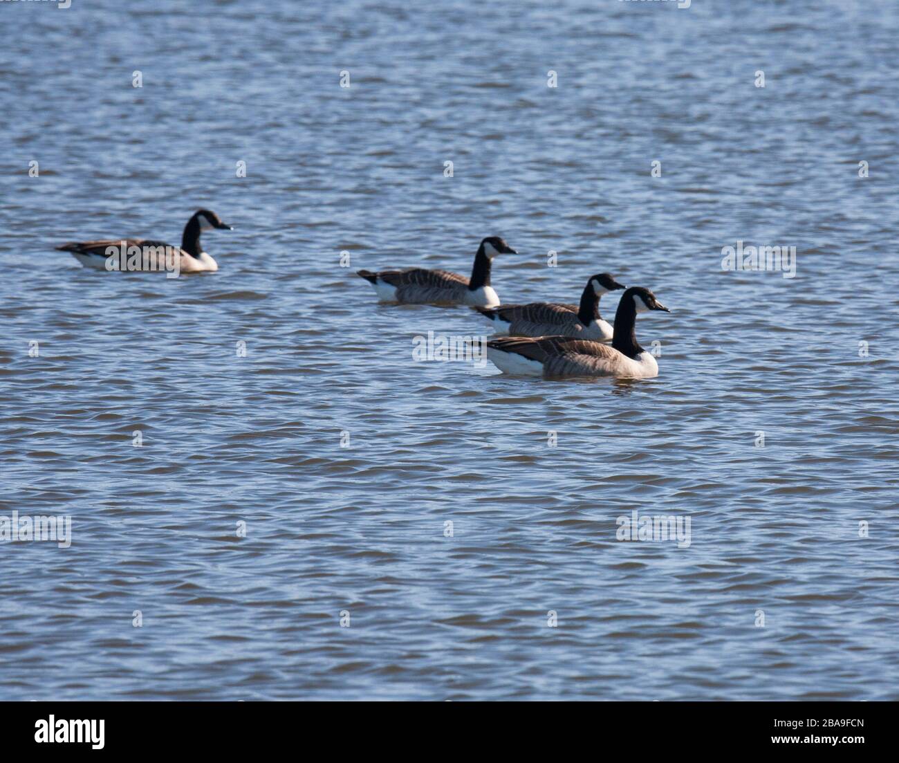 Bird branta canadensis hi-res stock photography and images - Alamy