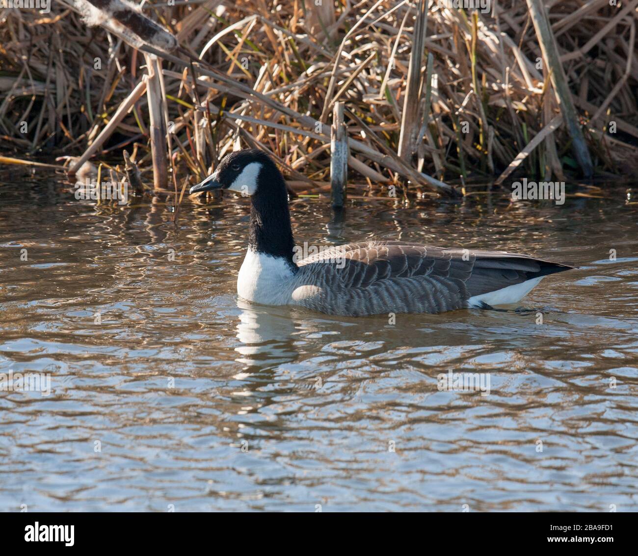 Bird branta canadensis hi-res stock photography and images - Alamy
