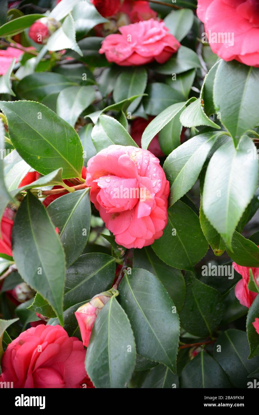 Beautiful Blooms Assorted Spring Flowers Stock Photo - Alamy