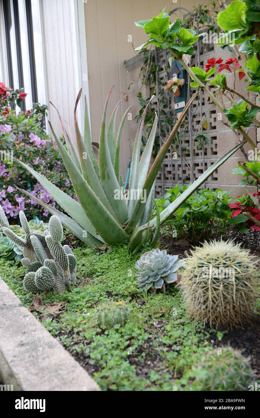 Beautiful Blooms Assorted Spring Flowers Stock Photo - Alamy