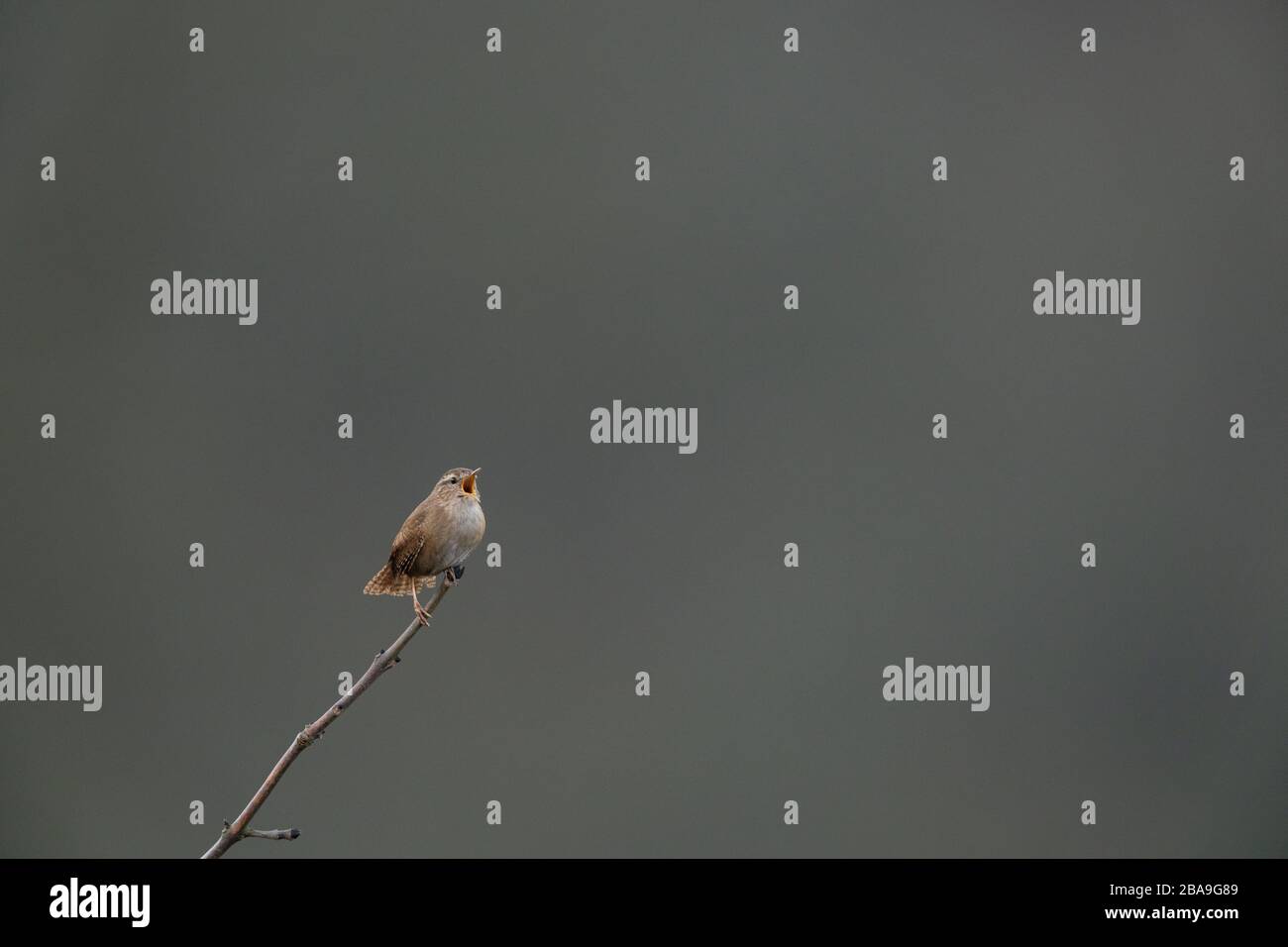 Wren singing spring hi-res stock photography and images - Alamy