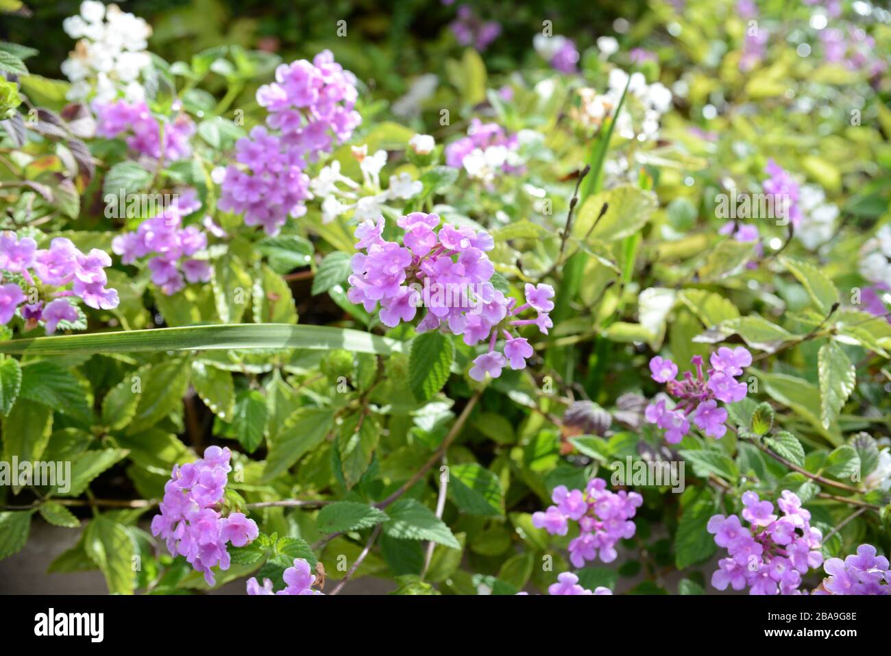 Beautiful Blooms Assorted Spring Flowers Stock Photo - Alamy