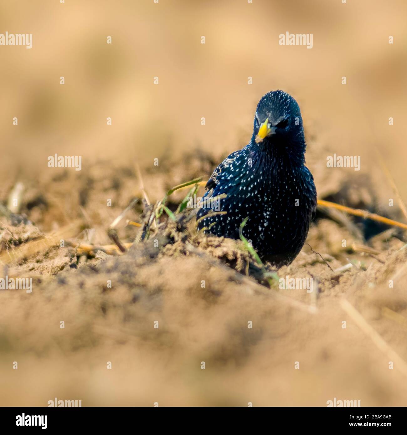 Starling on a field in spring season Stock Photo - Alamy
