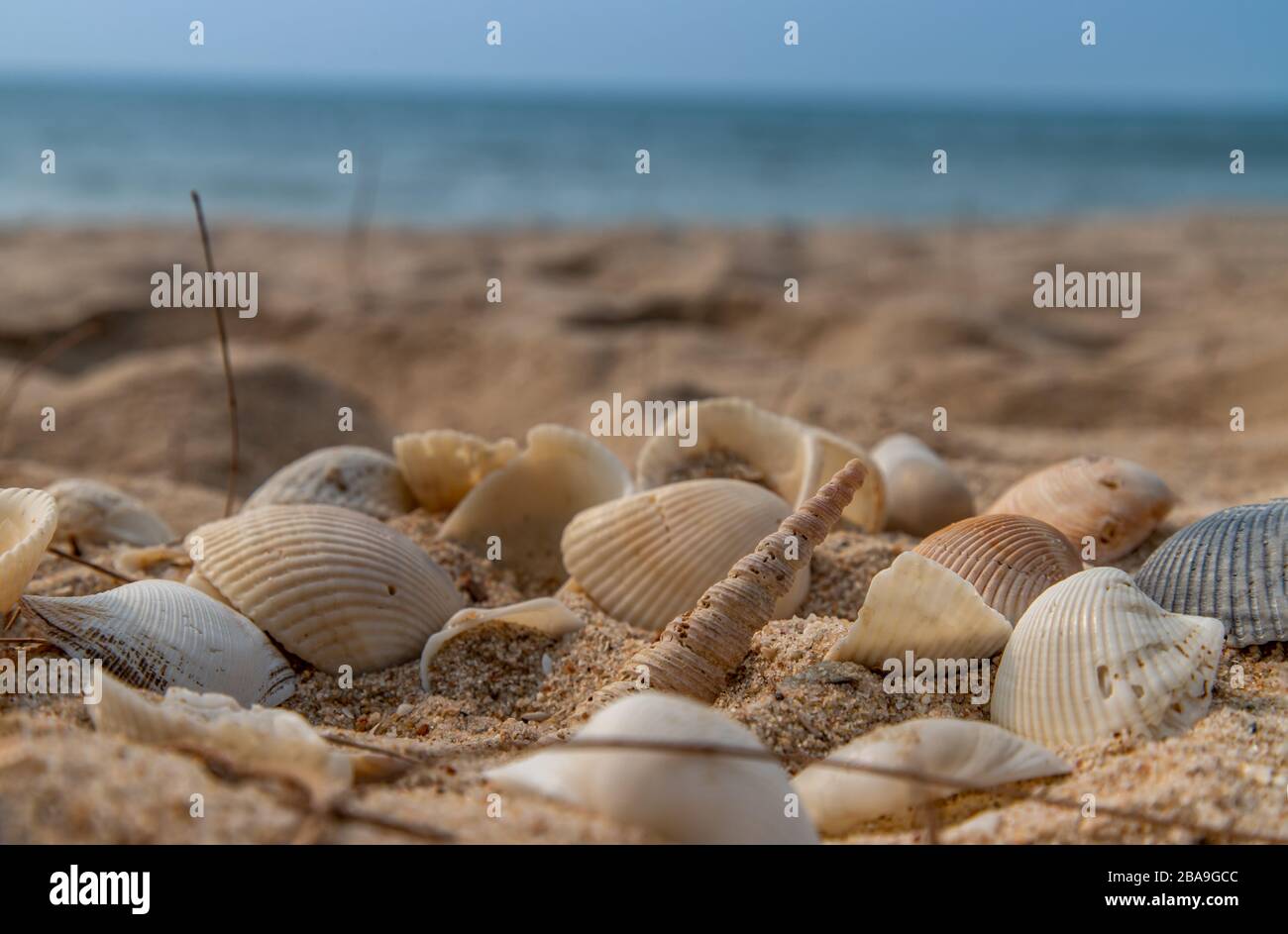 Seashell in sand on the beach and copy space. Sand pattern of a beach ...