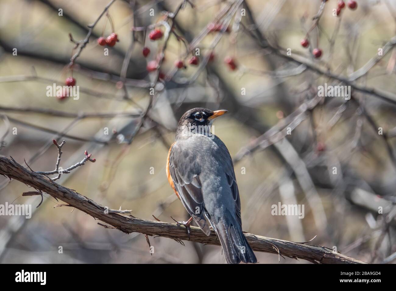 Cute animals and birds springtime garden hi-res stock photography and ...