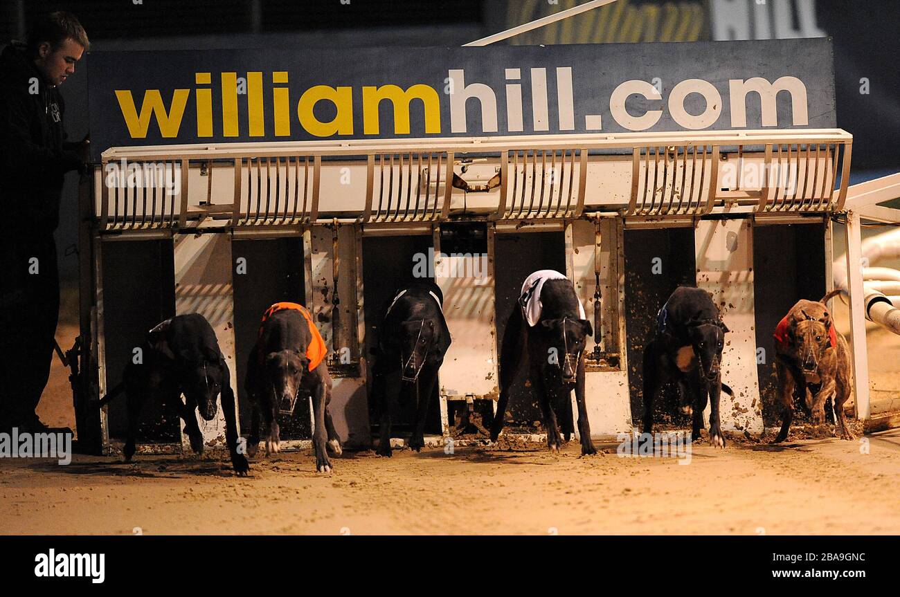 Dogs are released from the traps at Wimbledon Greyhound Stadium Stock ...