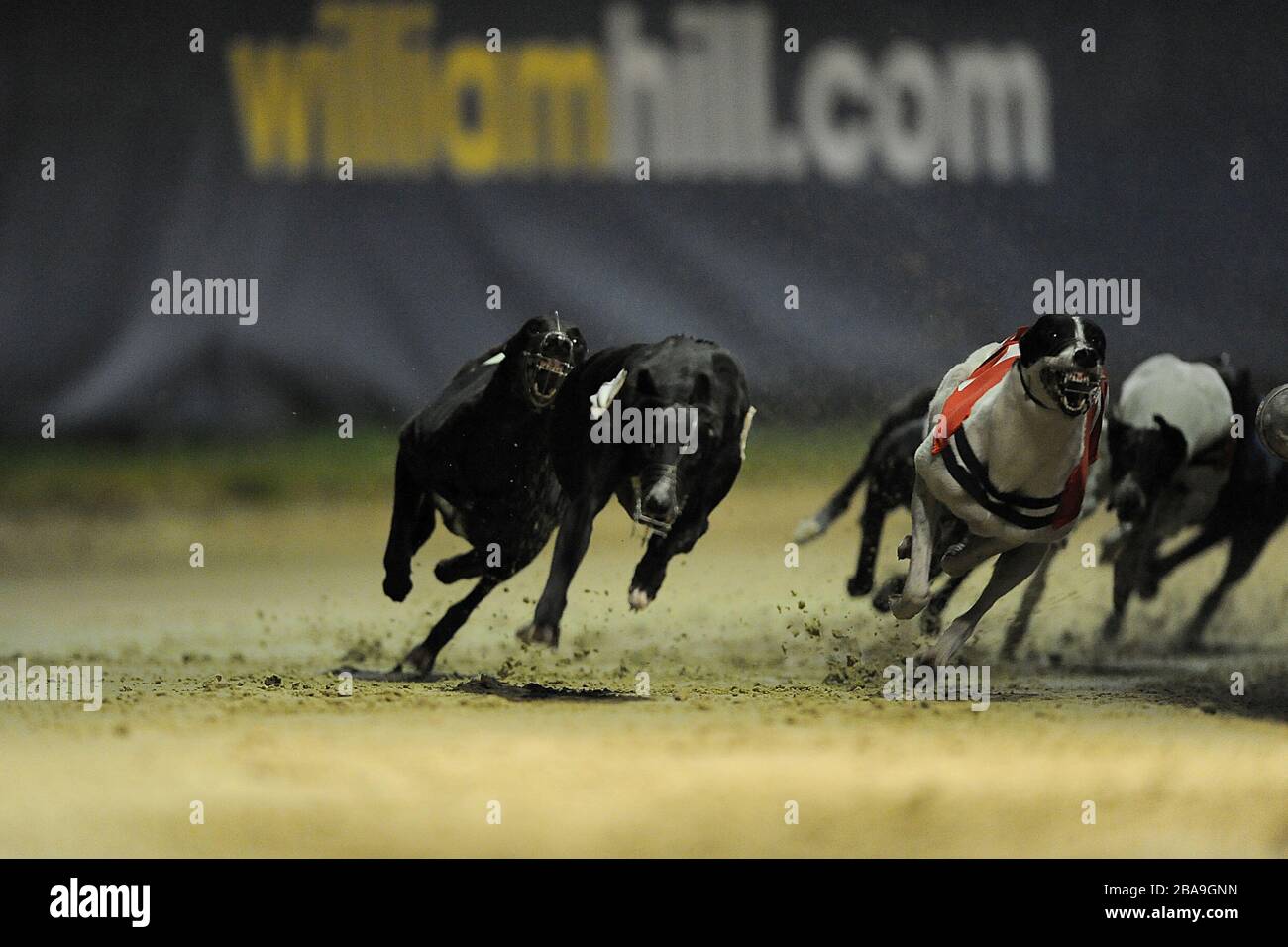 Racing action from Wimbledon Greyhound Stadium Stock Photo - Alamy