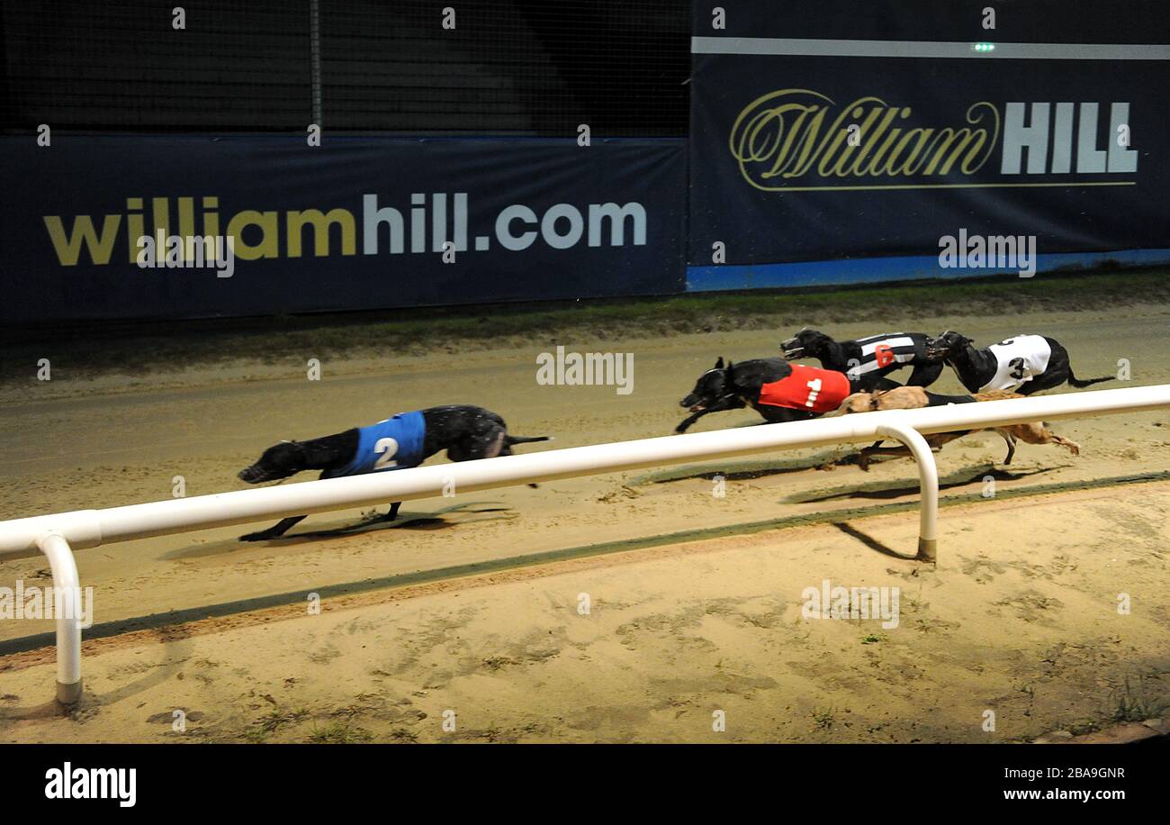 Racing action from Wimbledon Greyhound Stadium Stock Photo - Alamy