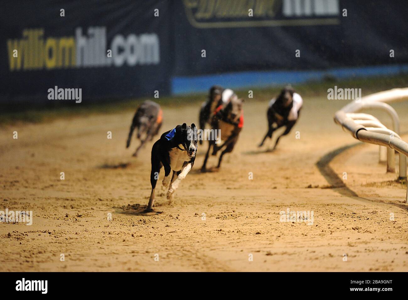 Racing action from Wimbledon Greyhound Stadium Stock Photo - Alamy