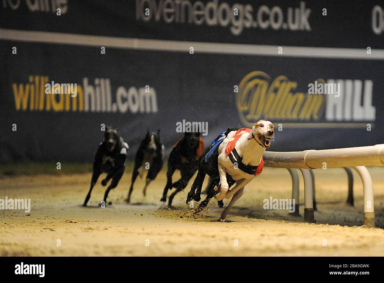 Racing action from Wimbledon Greyhound Stadium Stock Photo - Alamy