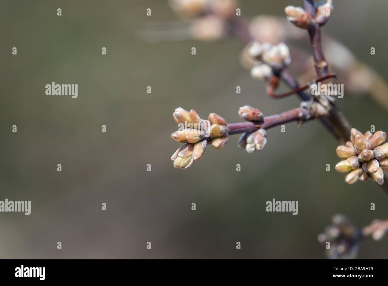 Acer negundo white hi-res stock photography and images - Alamy