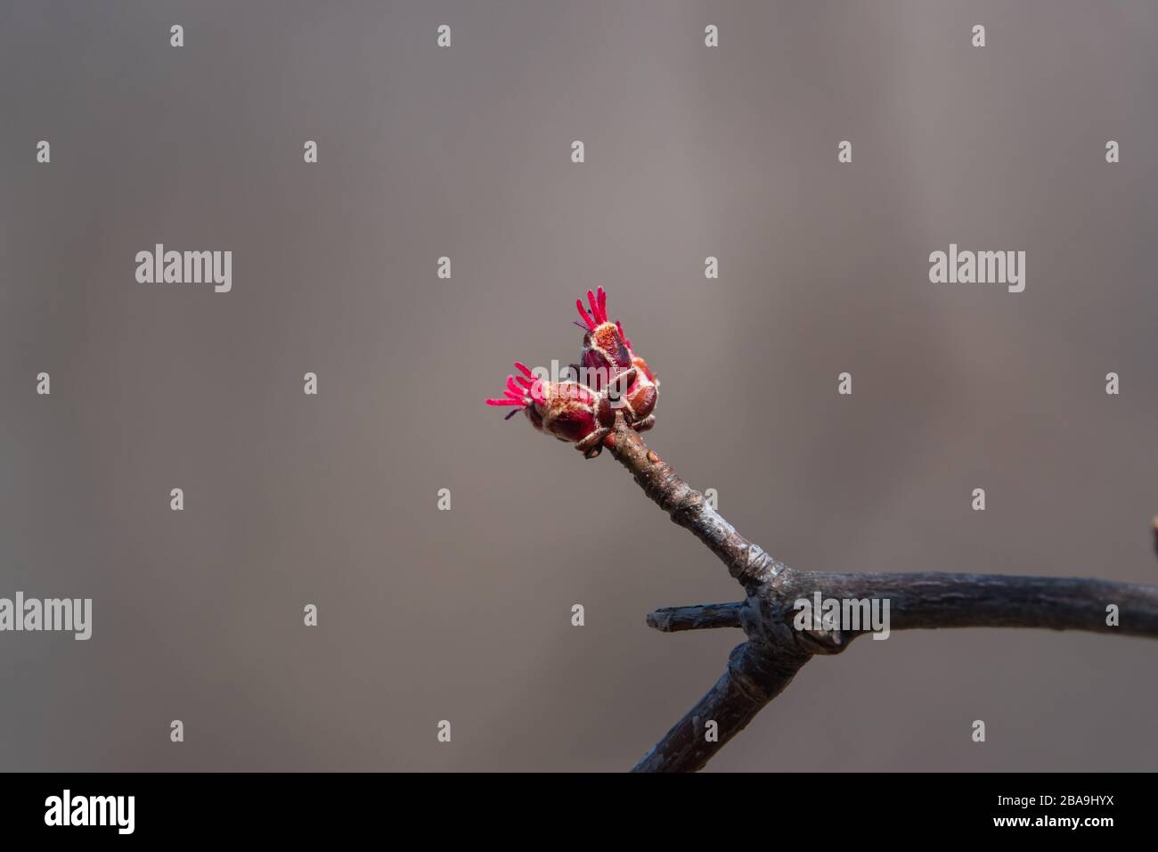 Silver Maple Buds Sprouting in Springtime Stock Photo - Alamy