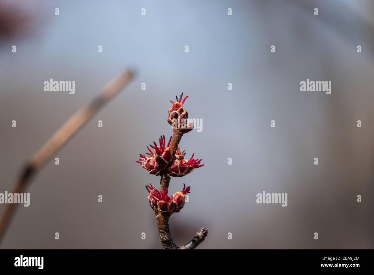 Silver maple bud hi-res stock photography and images - Alamy