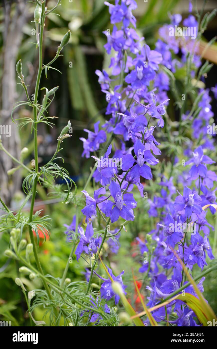 Beautiful Blooms Assorted Spring Flowers Stock Photo - Alamy