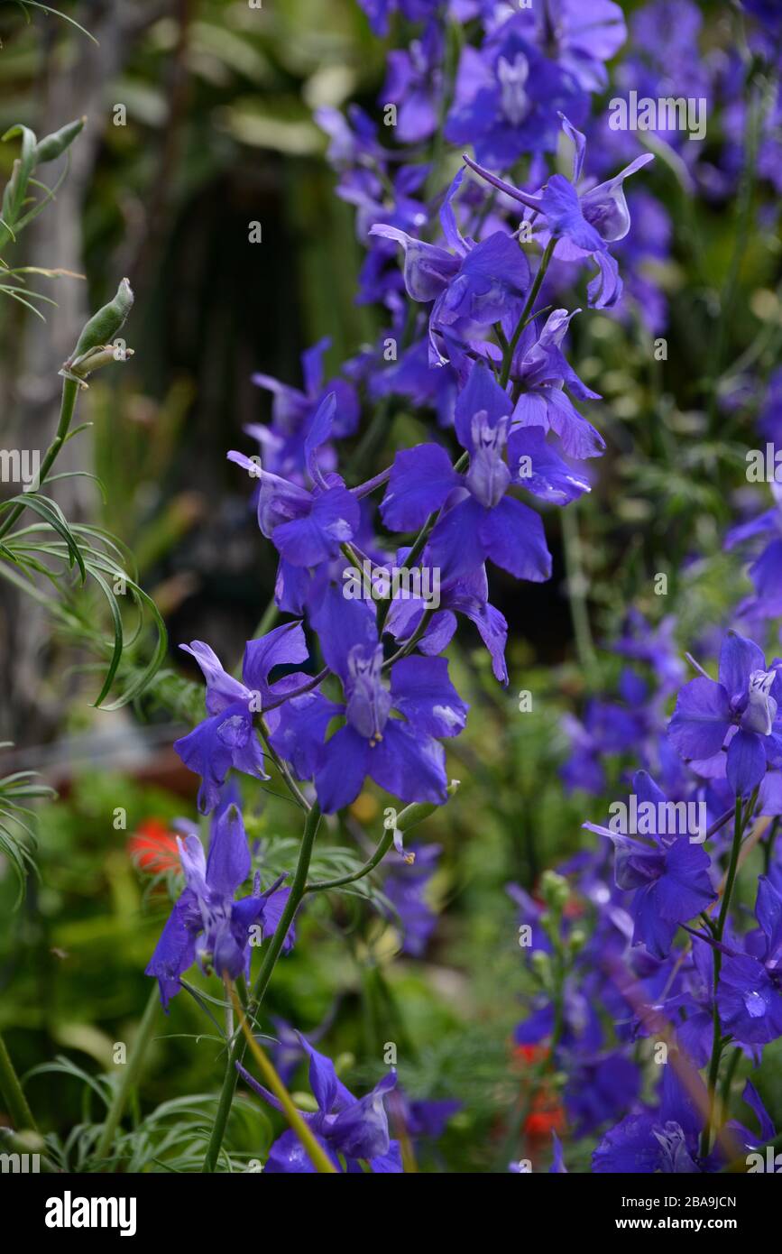Beautiful Blooms Assorted Spring Flowers Stock Photo - Alamy