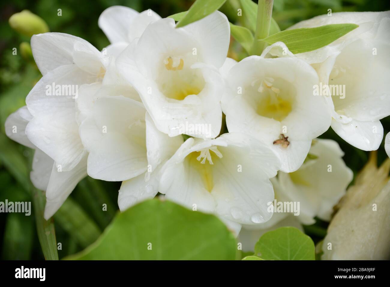Beautiful Blooms Assorted Spring Flowers Stock Photo - Alamy