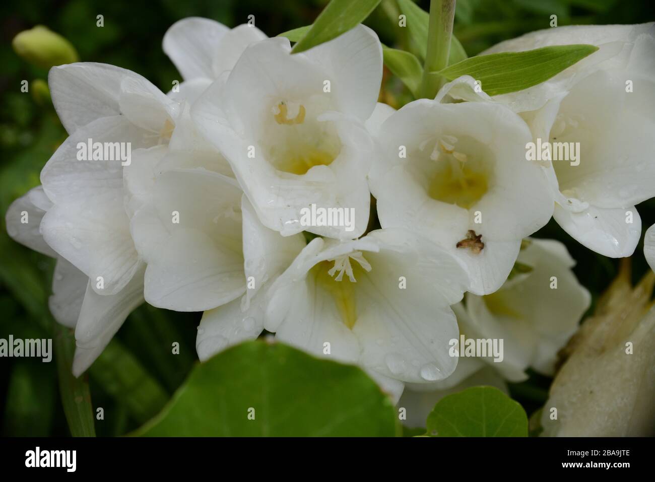 Beautiful Blooms Assorted Spring Flowers Stock Photo - Alamy