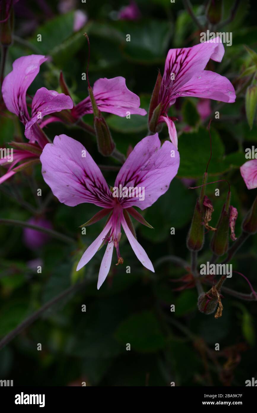 Beautiful Blooms Assorted Spring Flowers Stock Photo - Alamy
