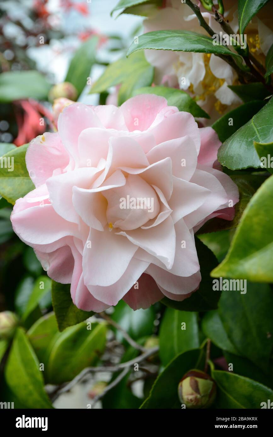 Beautiful Blooms Assorted Spring Flowers Stock Photo - Alamy