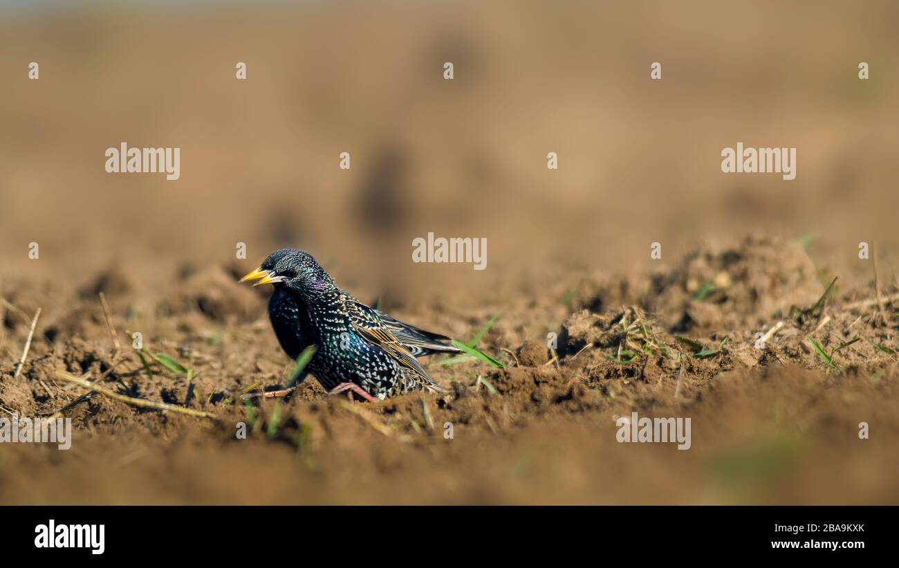 Starling on a field in spring season Stock Photo - Alamy