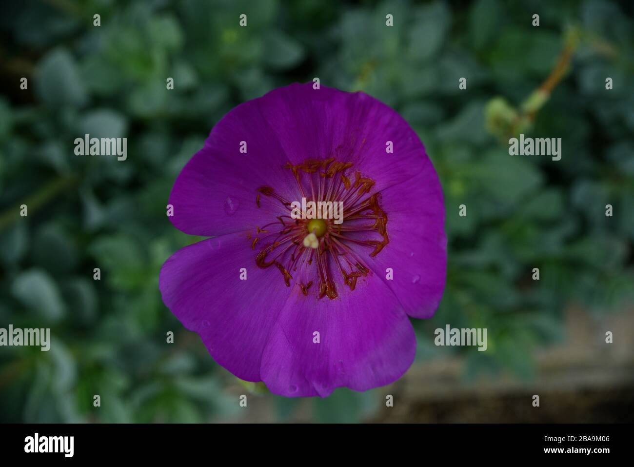 Beautiful Blooms Assorted Spring Flowers Stock Photo - Alamy