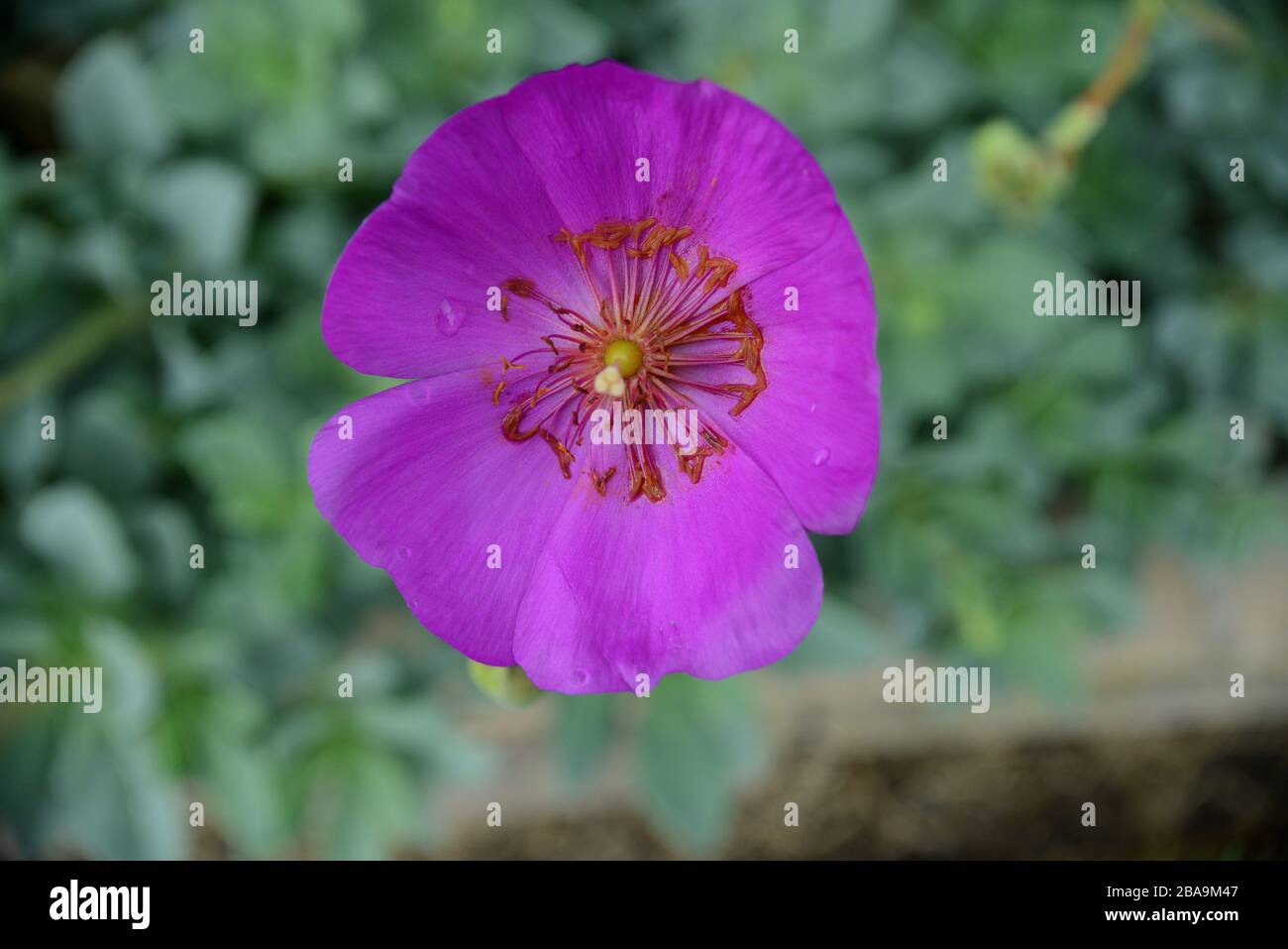 Beautiful Blooms Assorted Spring Flowers Stock Photo - Alamy