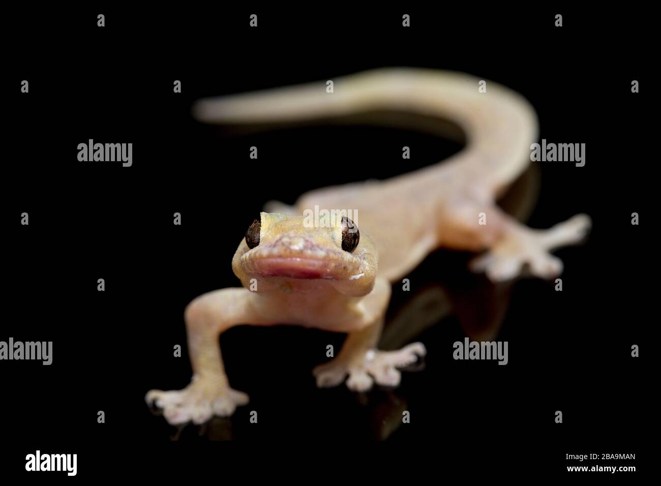 Asian House lizard (hemidactylus) or common gecko isolated on black ...