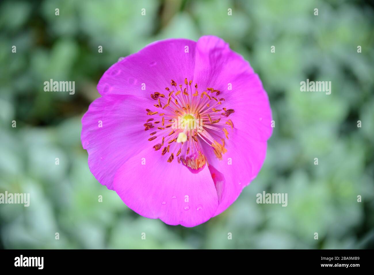 Beautiful Blooms Assorted Spring Flowers Stock Photo - Alamy
