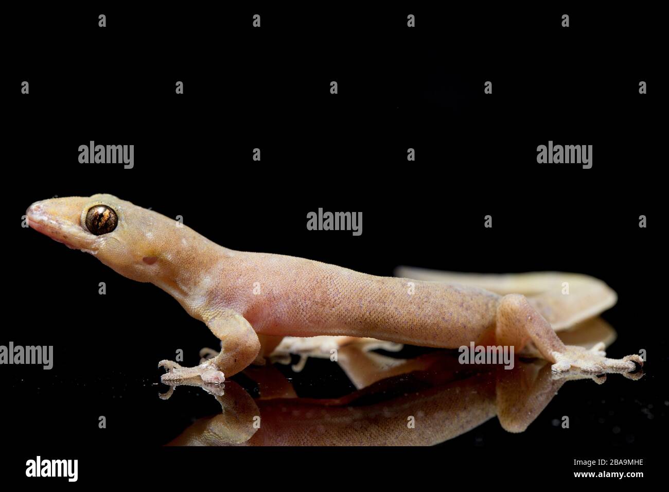 Asian House lizard (hemidactylus) or common gecko isolated on black ...