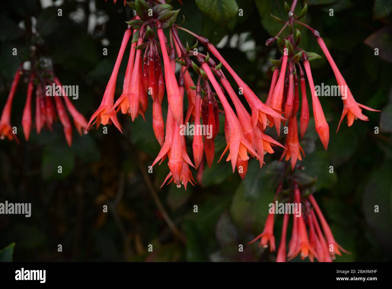 Beautiful Blooms Assorted Spring Flowers Stock Photo - Alamy