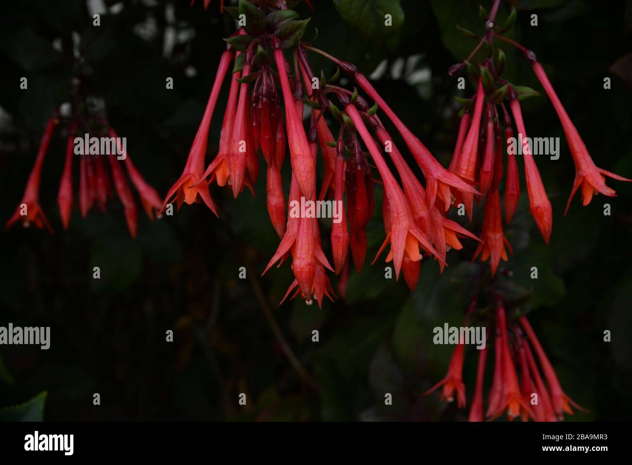 Beautiful Blooms Assorted Spring Flowers Stock Photo - Alamy