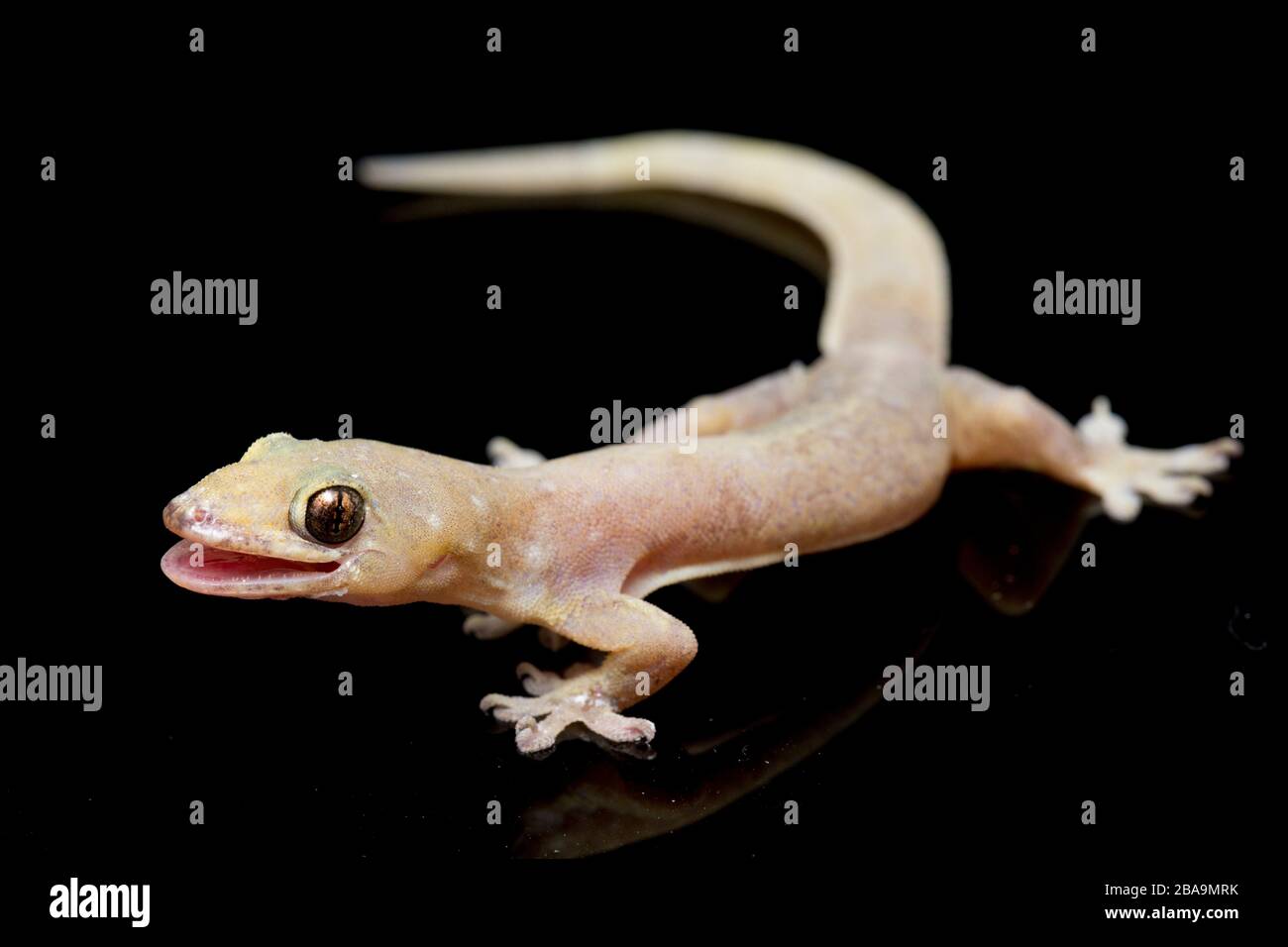 Asian House lizard (hemidactylus) or common gecko isolated on black ...