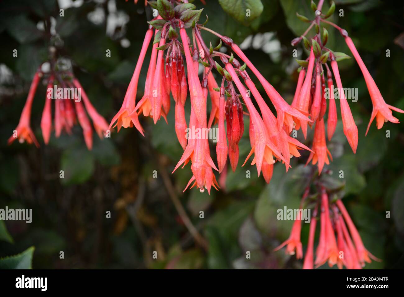 Beautiful Blooms Assorted Spring Flowers Stock Photo - Alamy
