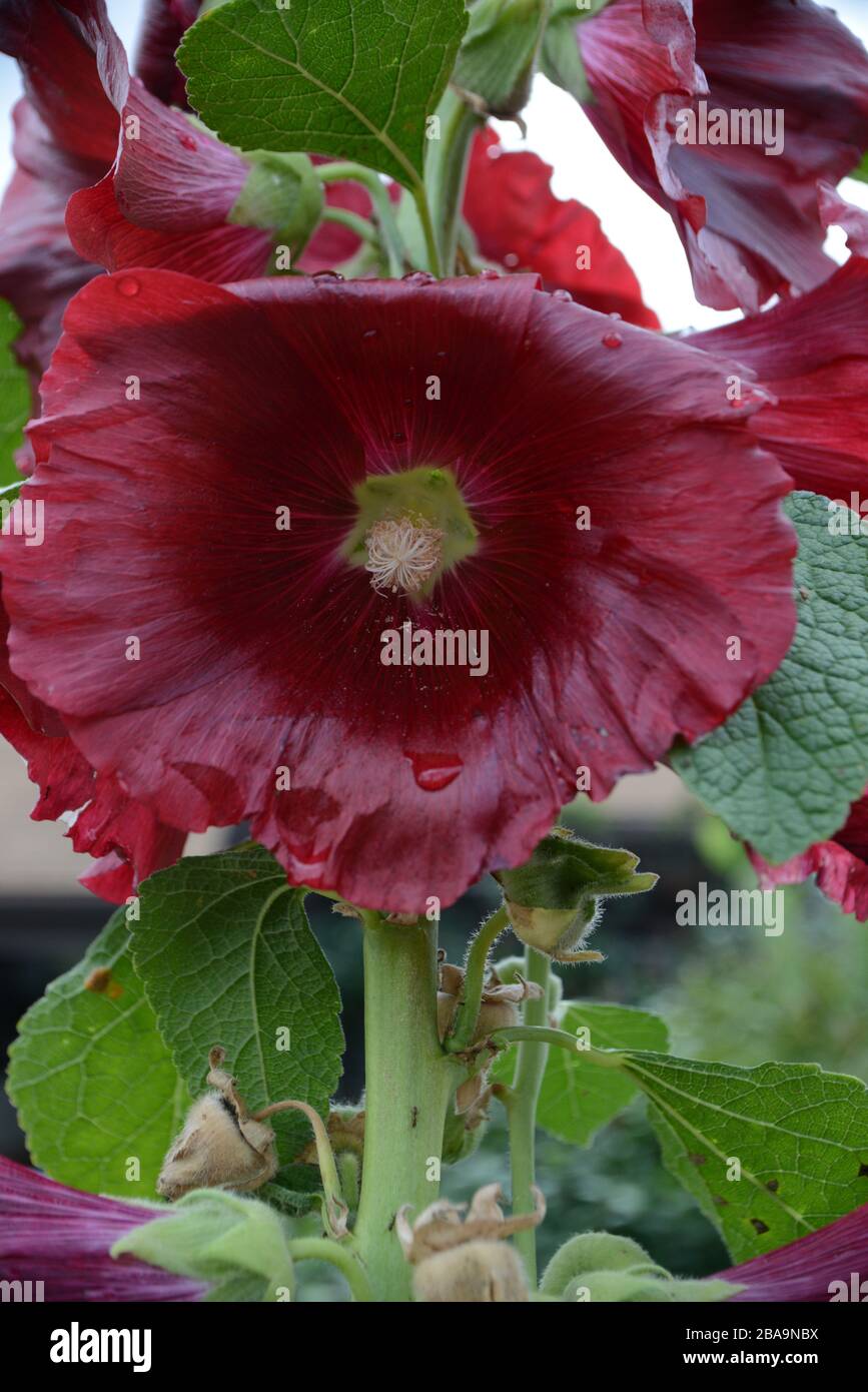 Beautiful Blooms Assorted Spring Flowers Stock Photo - Alamy