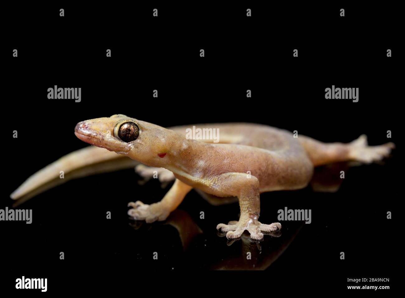 Asian House lizard (hemidactylus) or common gecko isolated on black ...