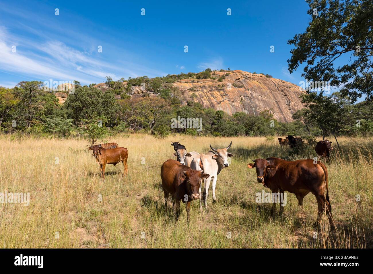 Cattle seen inside the Matobo National Park Zimbabwe Stock Photo - Alamy